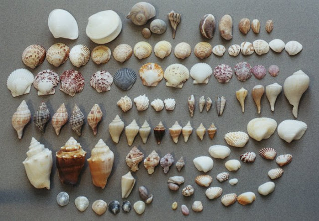BEST ISLANDS: How To Find And Keep The Best Shells On Sanibel