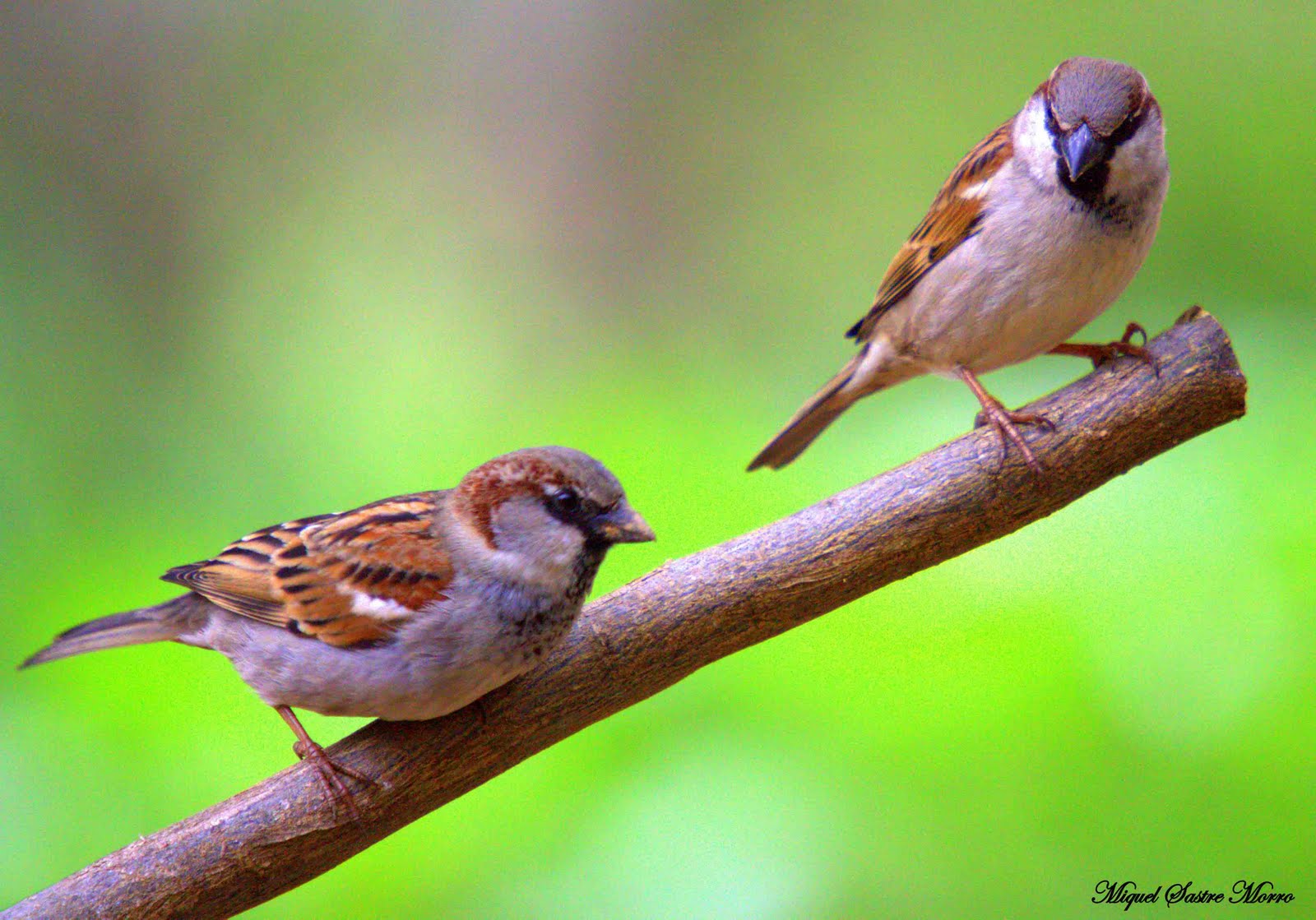 VIVE LA NATURALEZA: GORRIONES COMUNES