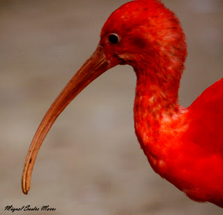 VIVE LA NATURALEZA: COROCORO ROJO, IBIS ESCARLATA