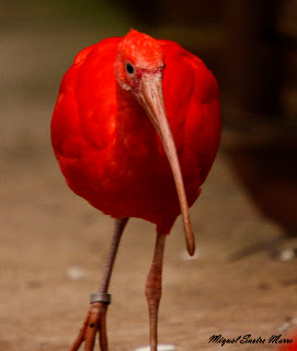 VIVE LA NATURALEZA: COROCORO ROJO, IBIS ESCARLATA