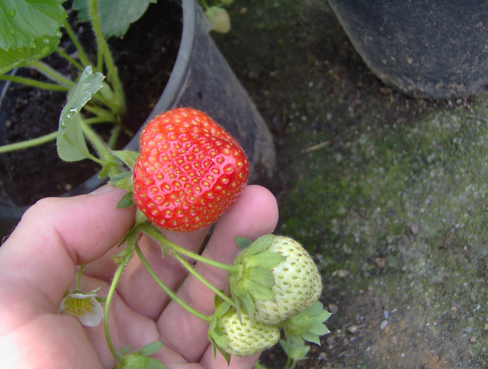 Deliziose fragole