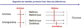 Déficit de Lactasa y Déficit de Sacarasa-Isomaltasa: Entendiendo qué es ...