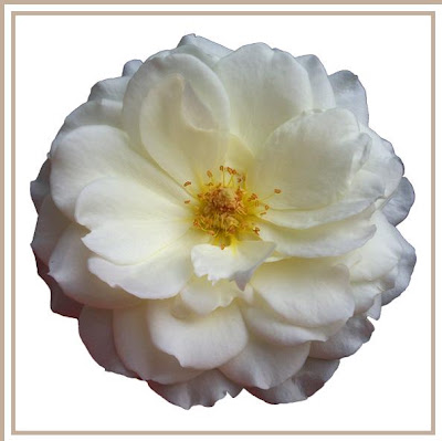 Best Flowers In The World: Moondance Rose