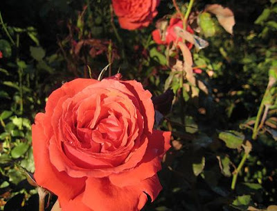 Best Flowers In The World: Best Smelling Rose