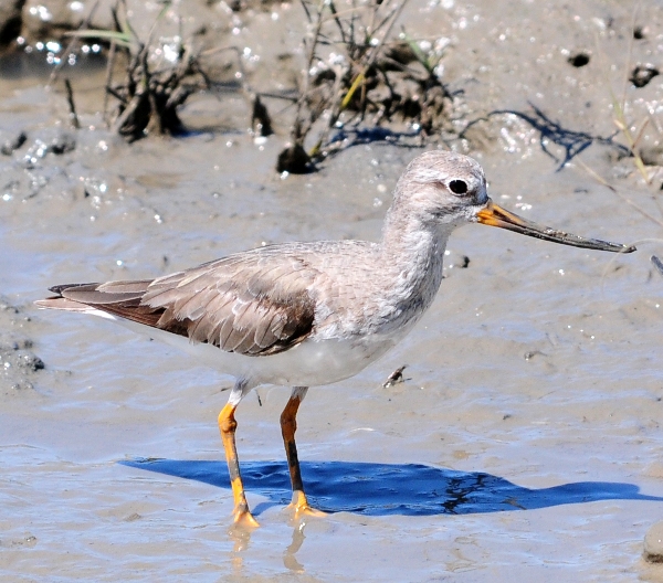 Bird Photographs: Birds of Julatten, Daintree and Cairns
