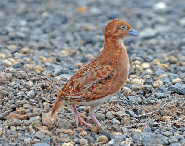 Bird Photographs: December 2010