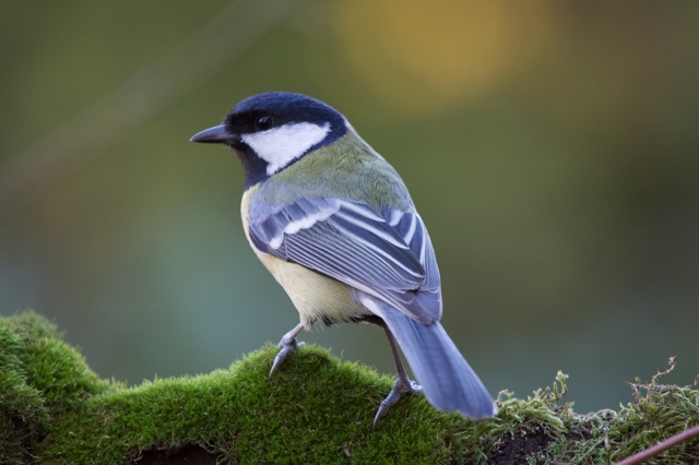Reka's Blog: The Big Bird Count in Germany