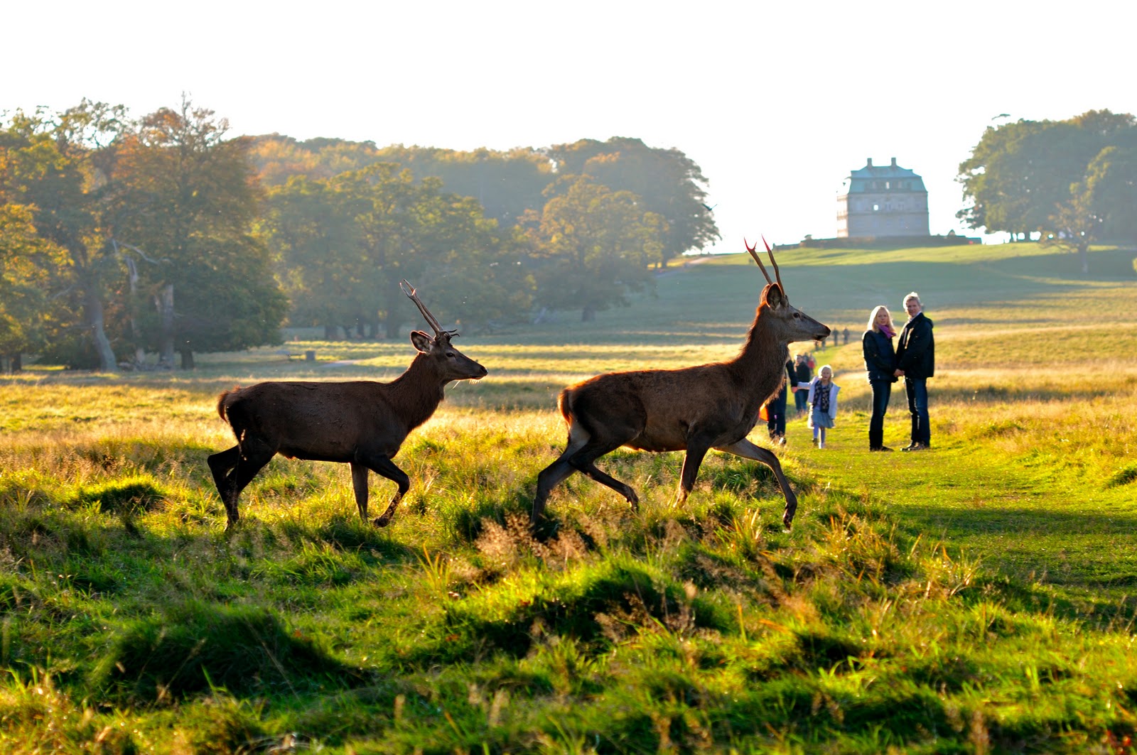 Your own Copenhagen: North of Copenhagen - Jægersborg Dyrehave