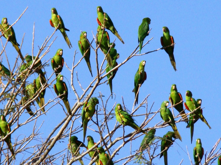 Animals Net: Maritaca