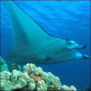 Navegando em alto mar: Arraias