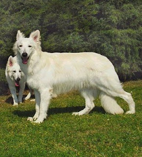 Pastor Blanco Suizo ~ Perros