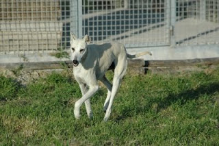All about Highwind Sighthounds: Levriero Meridionale-