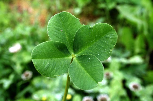 Cool Science News Why Do Some Clovers Have Four Leaves Cool Science News Why Do Some Clovers Have Four Leaves