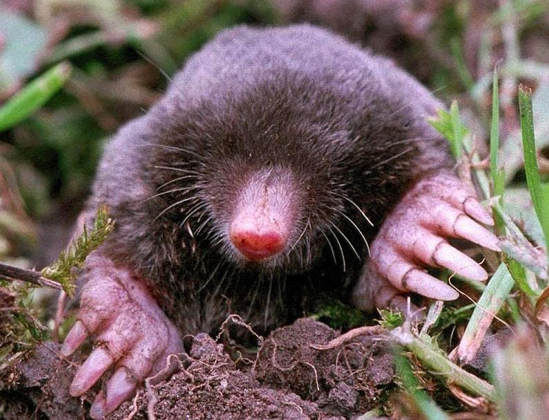 Adaptação de Animais e Plantas: Adaptação #27: A Toupeira Européia