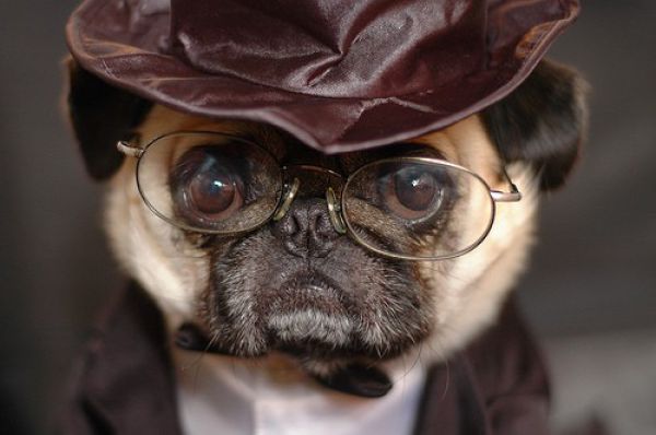 weird strange & freaky: sir pug