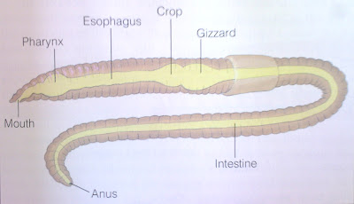 Annelida: Digestive System