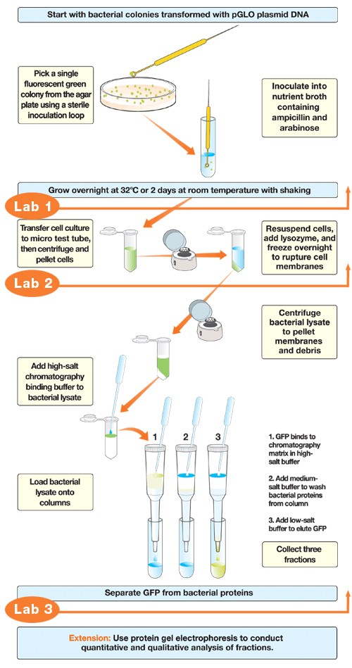 J&B Lab S.A.C.: Green Fluorescent Protein Chromatography Kit - pGlo