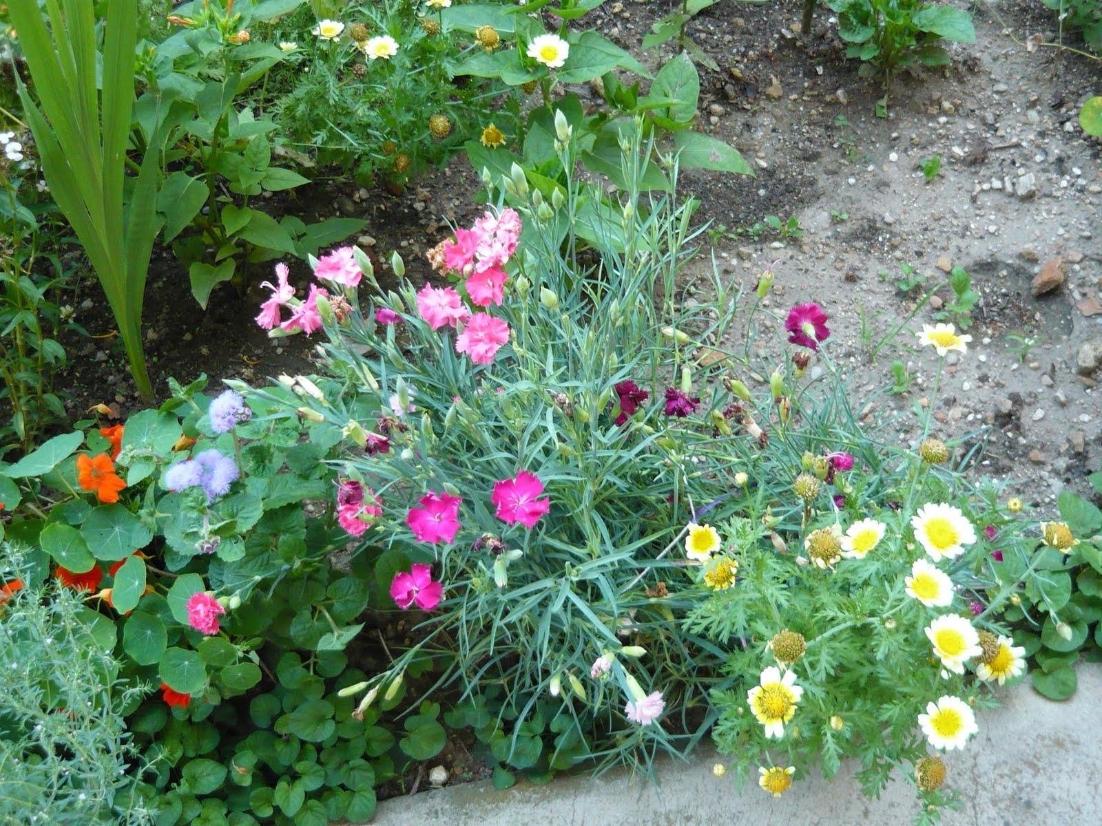 Dorina: Gradinuta mea cu flori