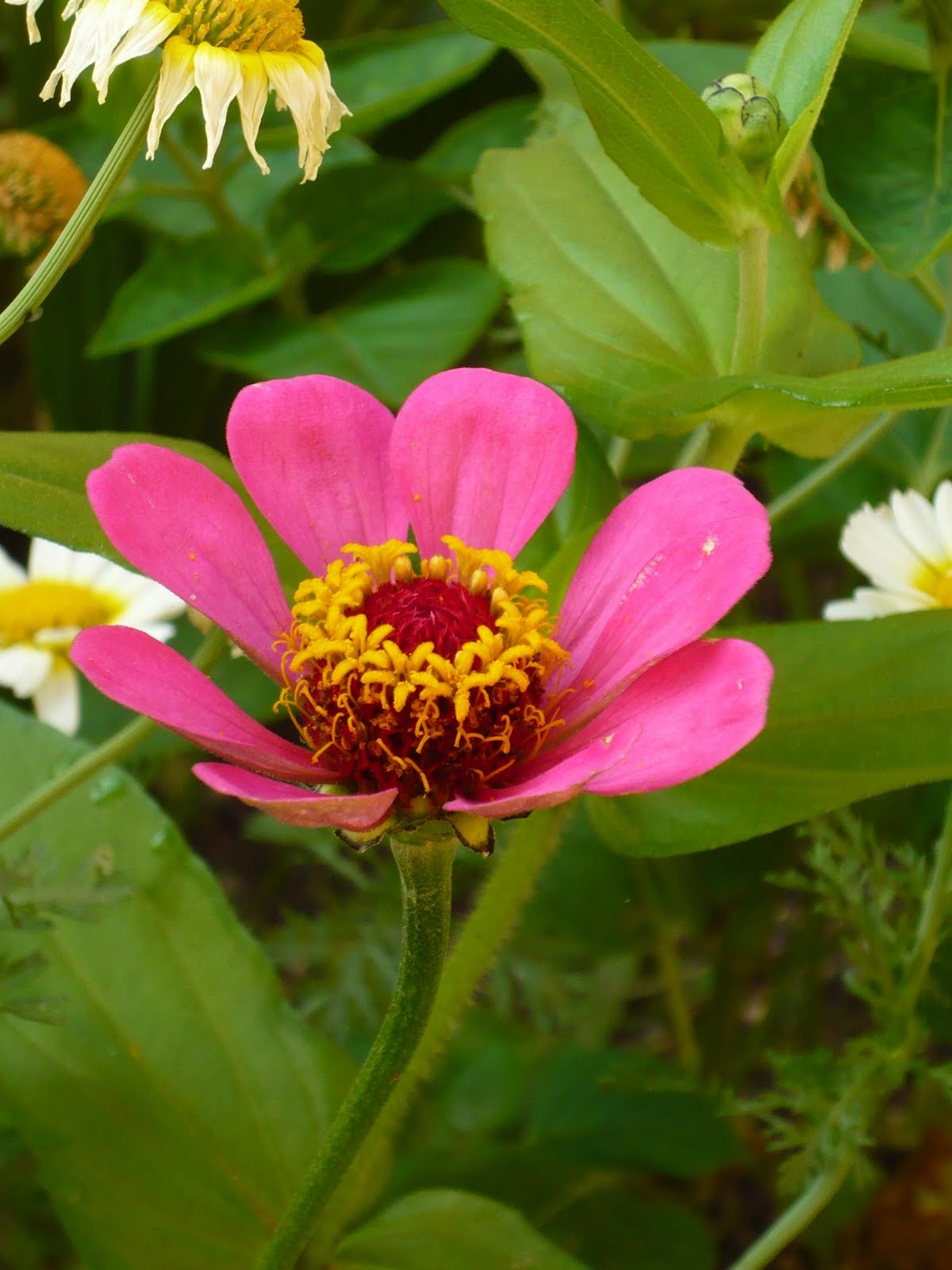 Dorina: Gradina mea cu flori in luna august 2010