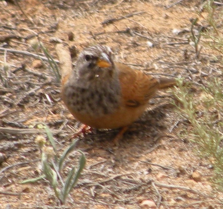 Birding for a Lark: House buntings in southern Libya