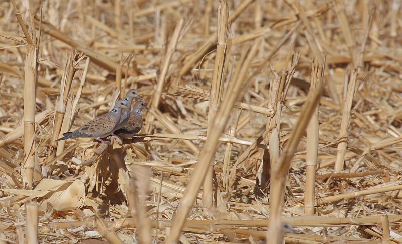 Birding for a Lark: More on Jens Hering's scientific trip