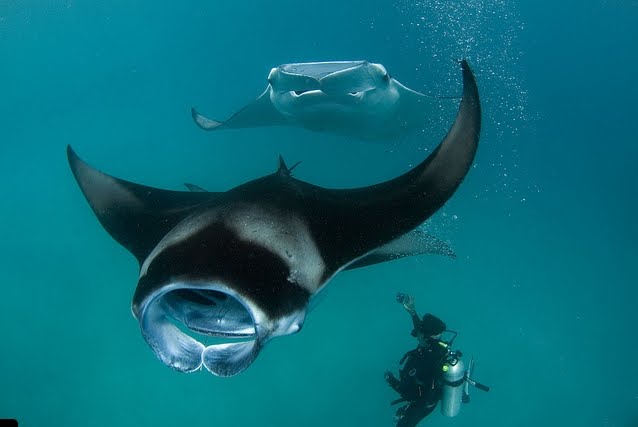 Las mantarrayas de Kozydan : DESDE LA REPÚBLICA DOMINICANA