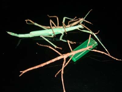 Connected IT: Walang Godong Jambu,Belalang Tongkat,Belalang Ranting ...