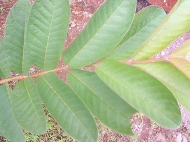 Connected IT: Walang Godong Jambu,Belalang Tongkat,Belalang Ranting ...