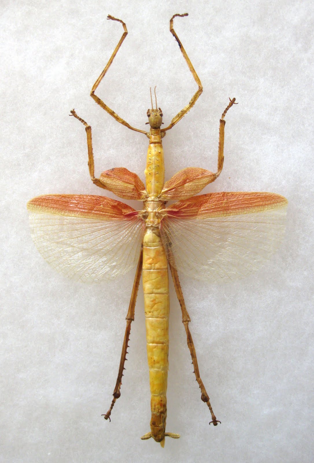 Connected IT: Walang Godong Jambu,Belalang Tongkat,Belalang Ranting ...