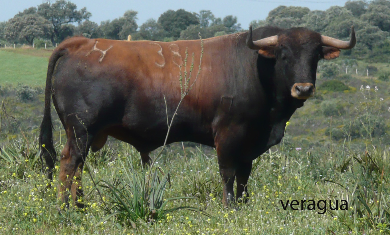 Encastes Bravos: "Los Castaños de Cuadri