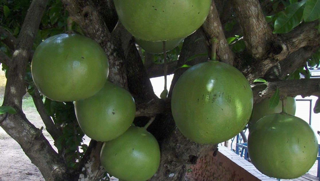 Tropical Biodiversity - Santarém - Pará - Brasil: Calabash gourd tree