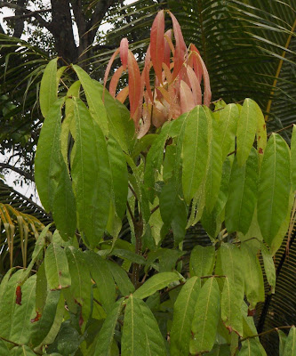 Tropical Biodiversity - Santarém - Pará - Brasil: Andiroba
