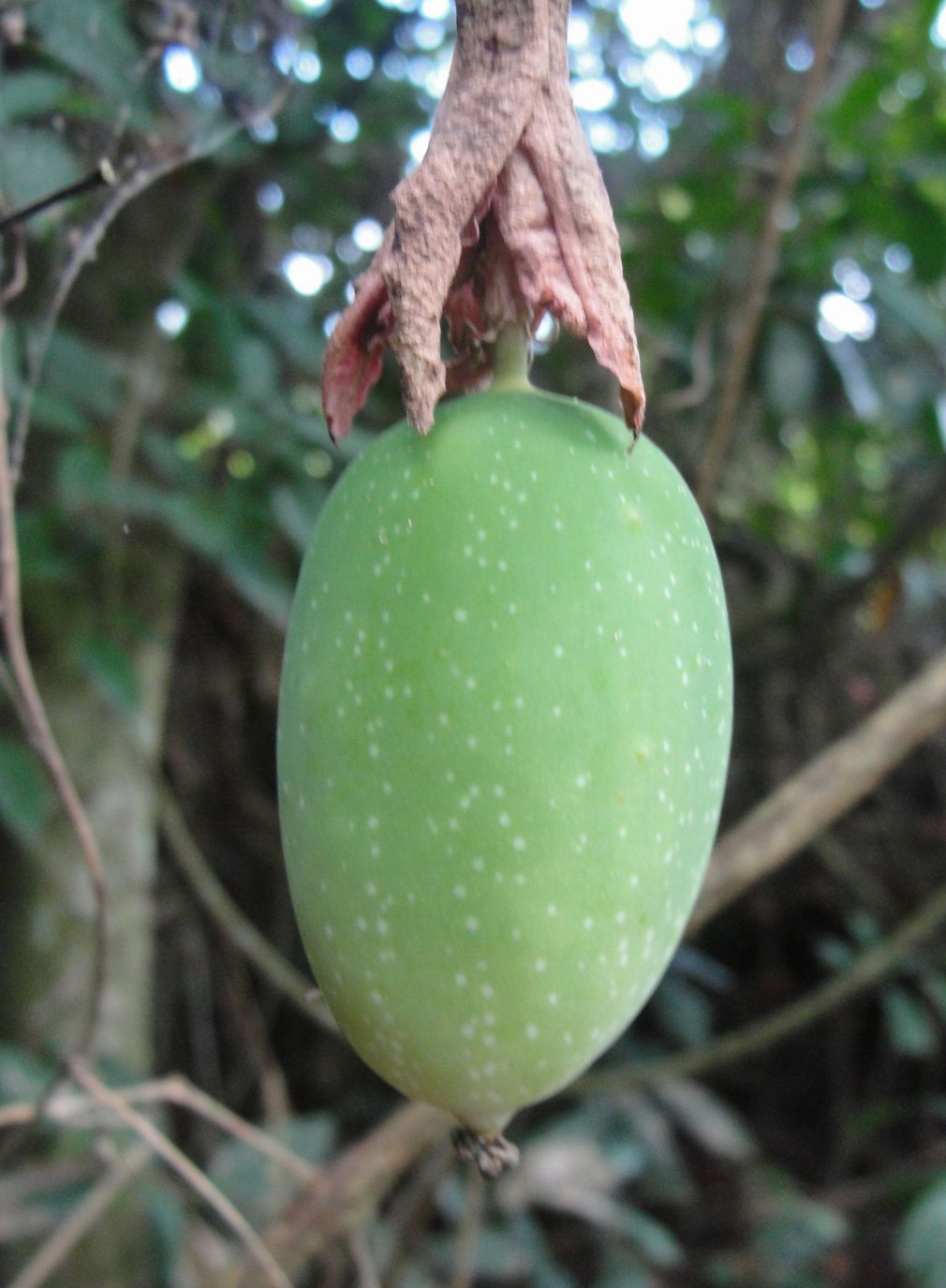 Tropical Biodiversity - Santarém - Pará - Brasil: Wild passion fruit
