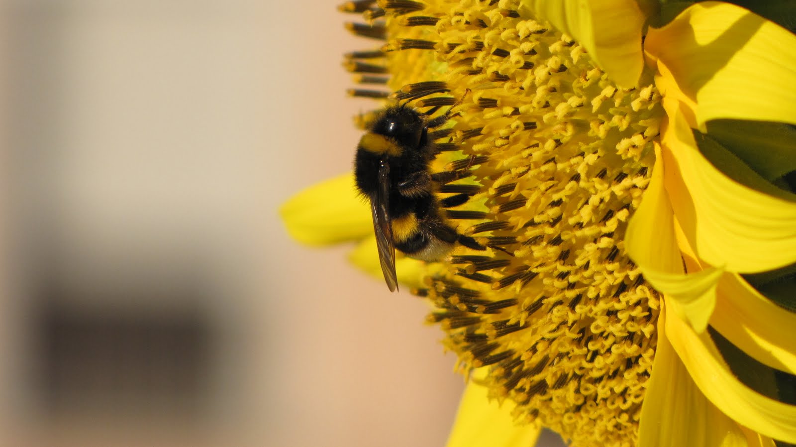 Majo e le api: Bombo