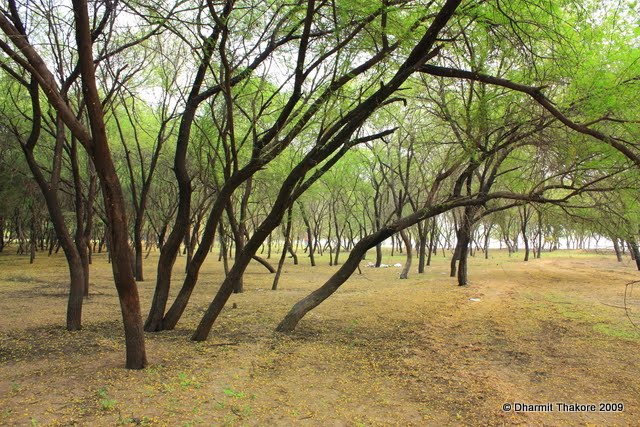 dharmit's photography: Nature shots at Thol Lake near Ahmedabad
