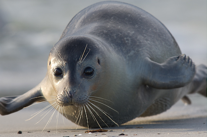 Fotografie - Wildlifephotography: Helgoland – Robbenbaby Watching