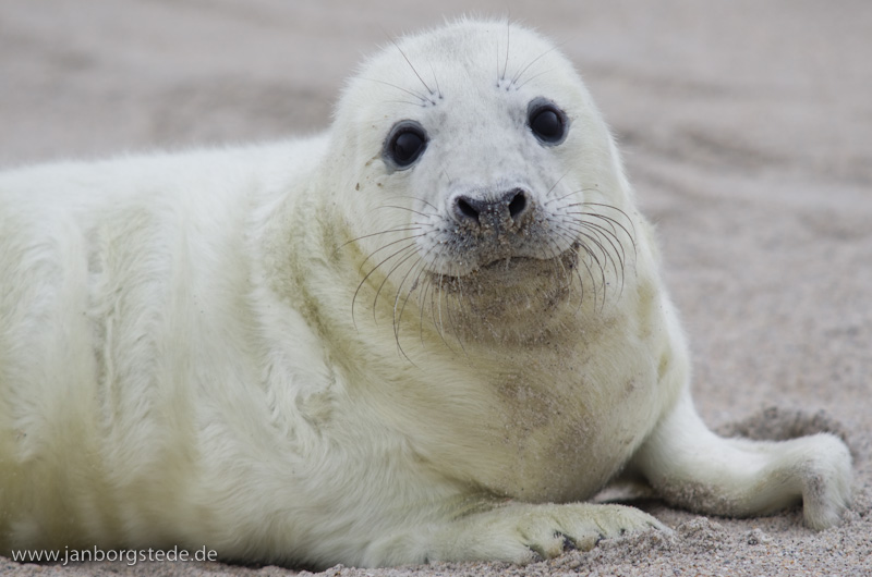 Fotografie - Wildlifephotography: Neugeborenes Robbenbaby mit seiner ...