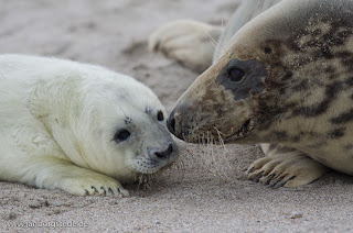 Fotografie - Wildlifephotography: Neugeborenes Robbenbaby mit seiner ...