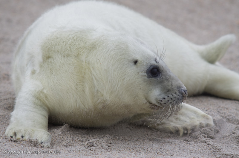 Fotografie - Wildlifephotography: Neugeborenes Robbenbaby mit seiner ...