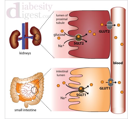 Biología Médica: Transporte de Glucosa: GLUT y SGLT