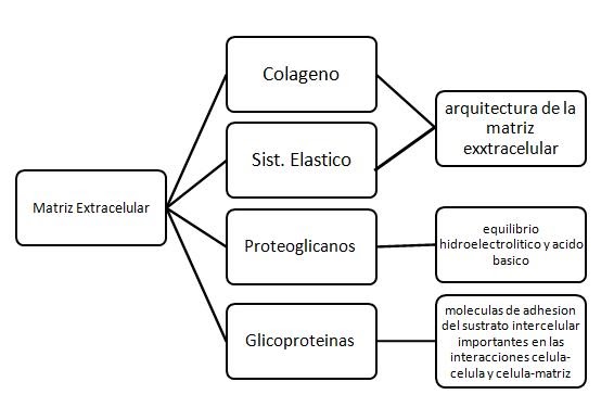 Biología Médica: La matriz extracelular: morfología, función y ...