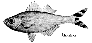 Outdoor Science: FiSH POND (LOKO KUAPA)
