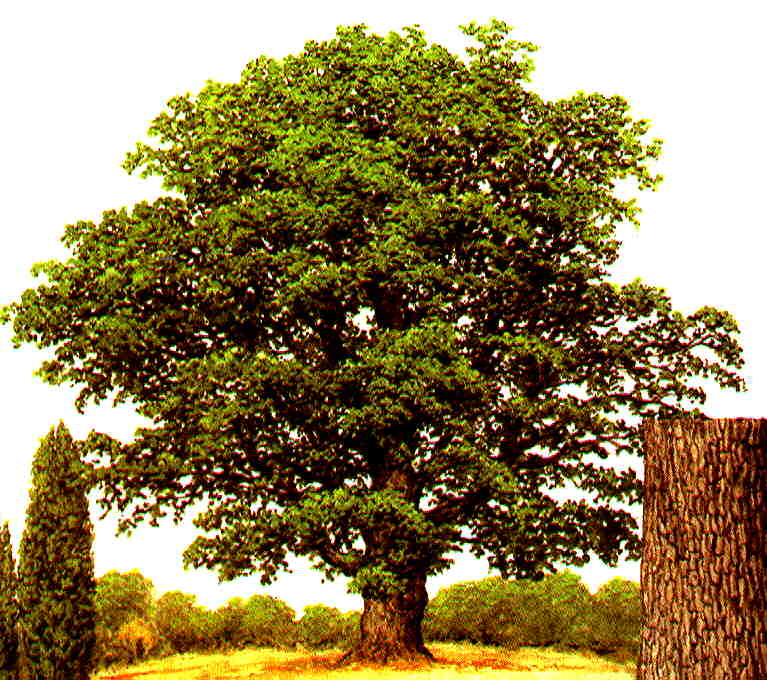 Au Bois des Biches: Le Druide et le Chêne