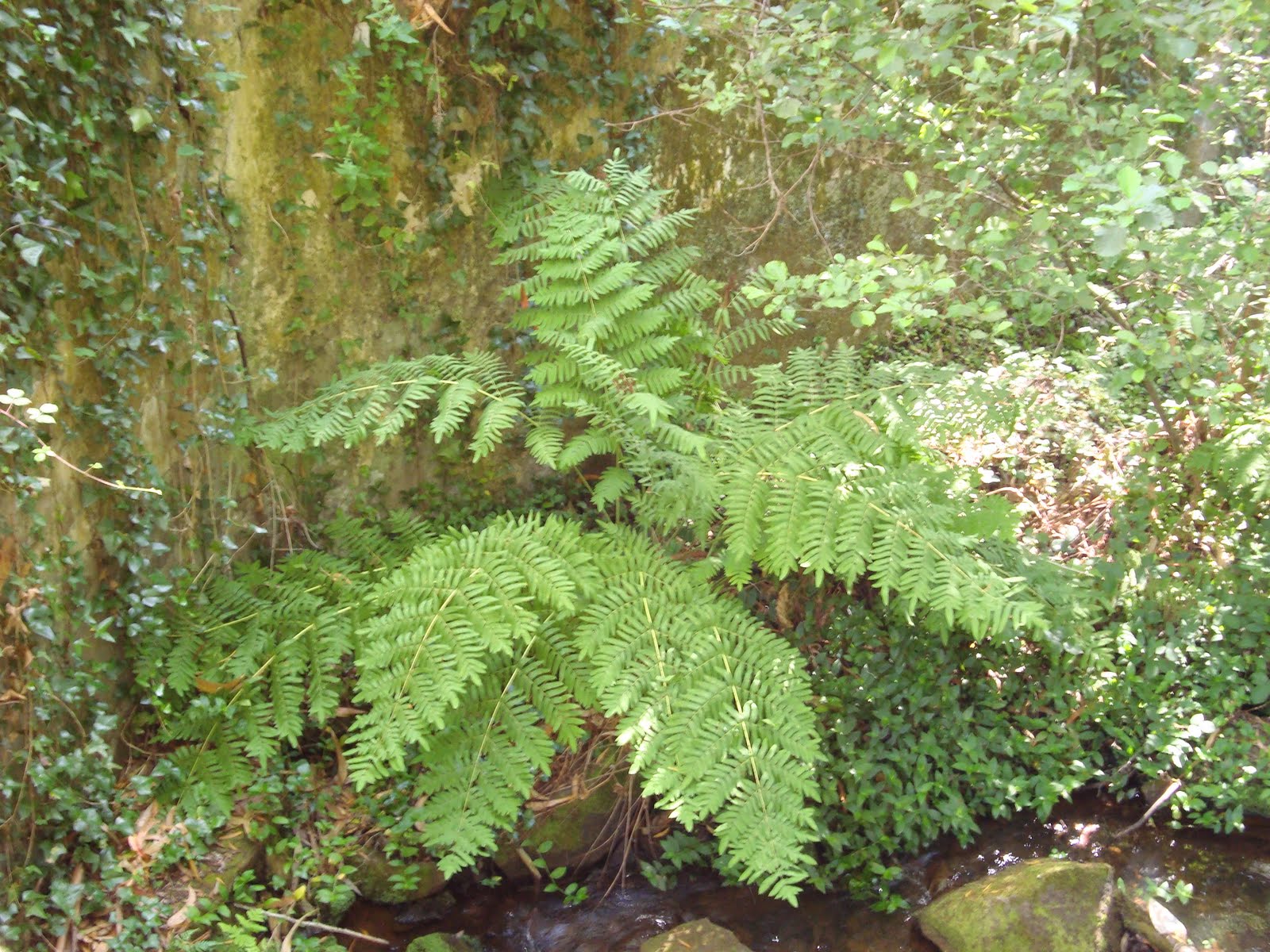 A biodiversidade no pinhal de leiria