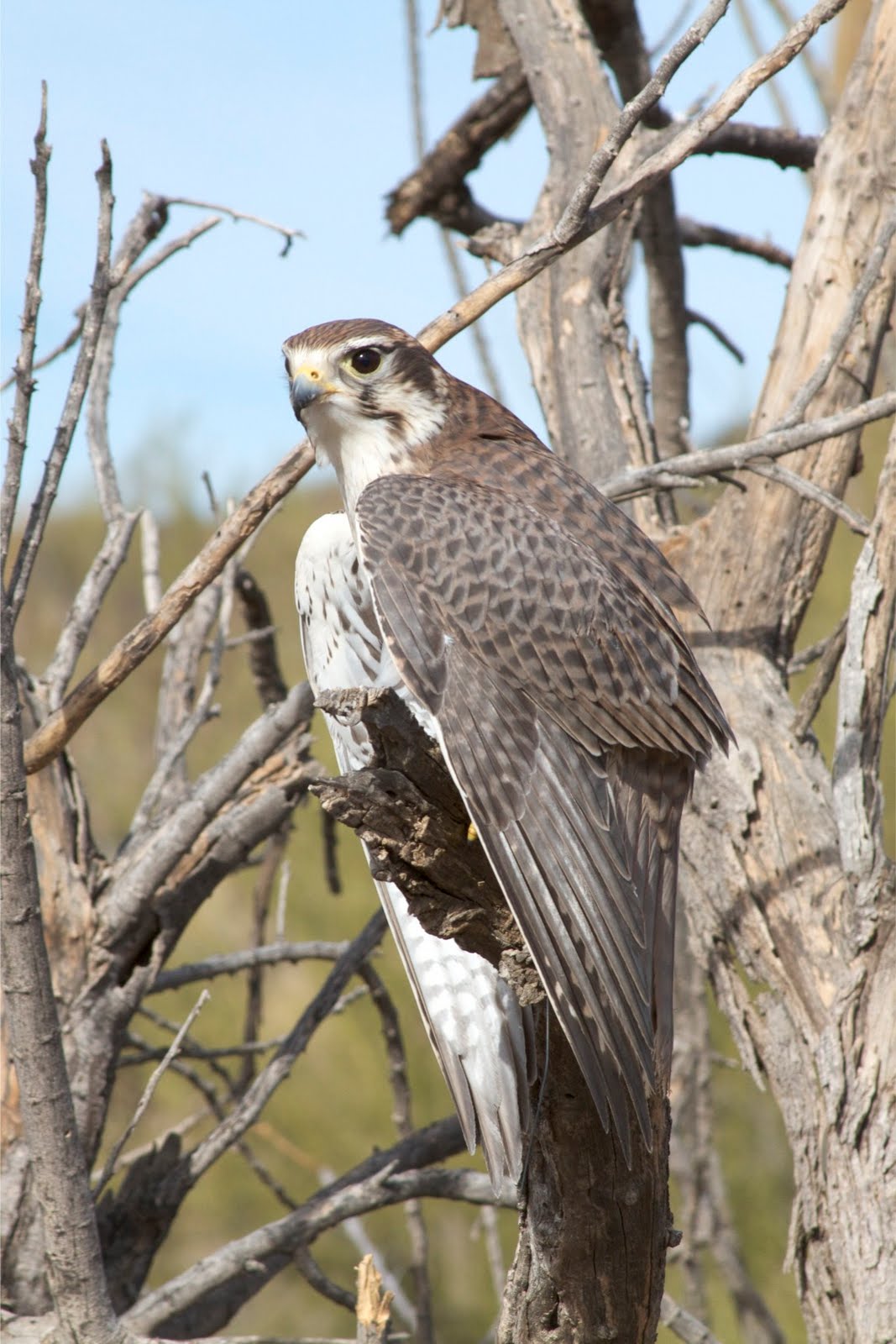 Sonoran Connection: Prairie Falcon