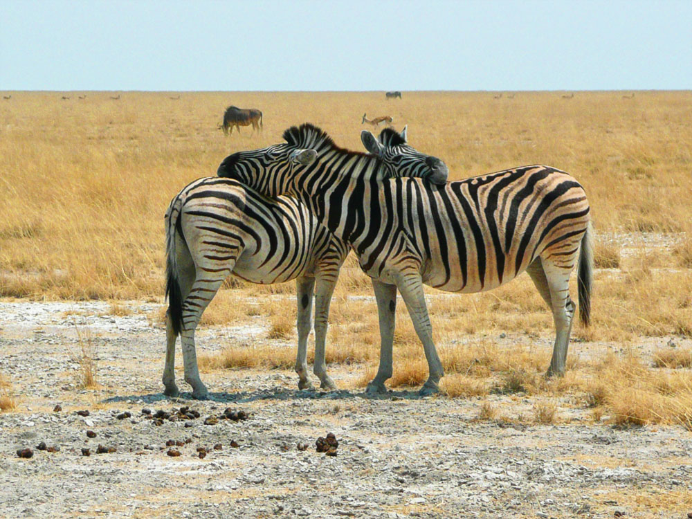Julio Porqueres: Cebras en Okaukuejo Reserva Etosha
