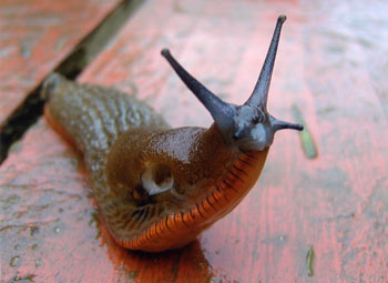 Erda Girl: Slugs: an anthology in four parts