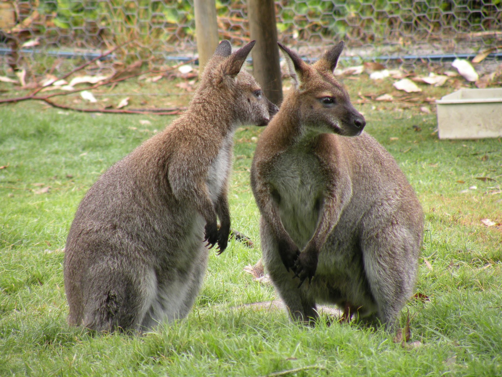Australia: Caversham Wildlife Park - this park features animals of ...