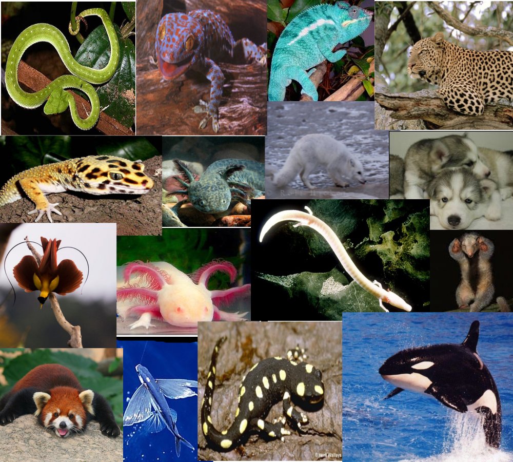 El mundo de EP: Algunos de mis animales favoritos...solo algunos!