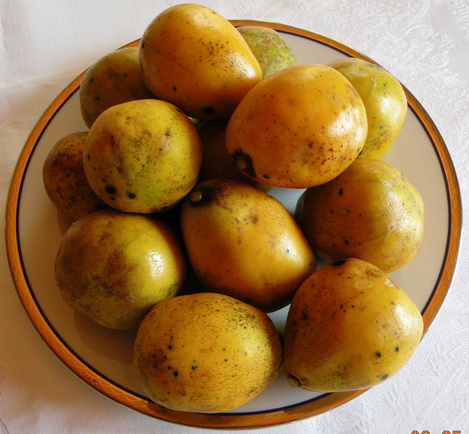 FAZENDA NOSSA SRA. DE FÁTIMA - (Ofélia e Paulo): Cajazeiro - "Cajá-Manga"